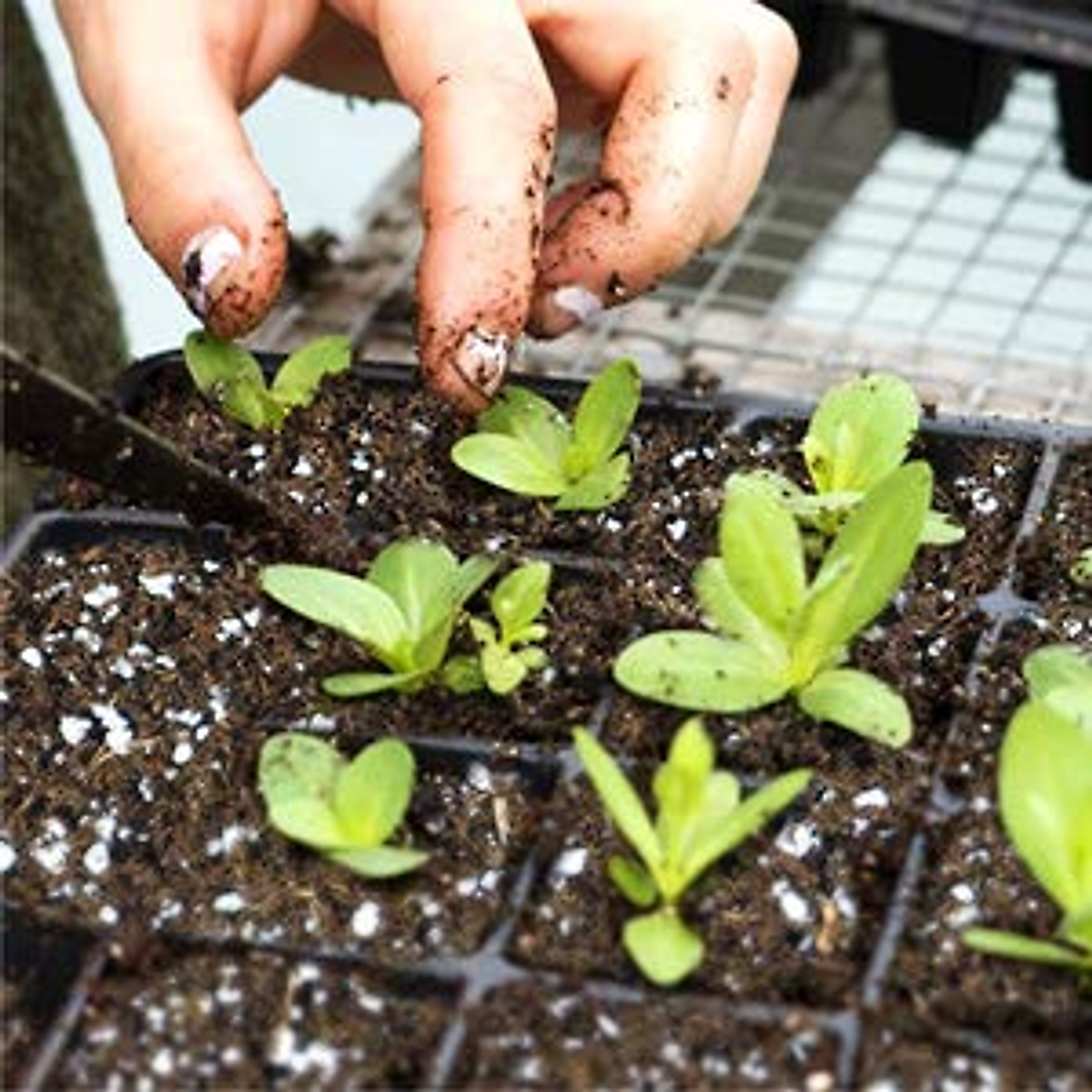 Organic Potting Soil, Cactus and Succulent Soil Mix, Professional Grower Mix Soil, Fast Draining Pre-Mixed Coarse Blend (2 Quarts)