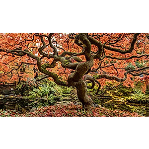 Japanese Maple | Medium Tree Seedling | The Jonsteen Company