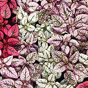 BUZZY Mini Basin Seed Grow Kit | Polka Dot Plant | Painted Garden Collection | Best Gardening Gifts, Favors, Weddings, Parties, Events, Modern, Trendy, Unique, and Fun | Growth Guaranteed