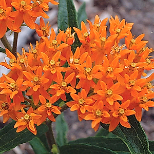 Orange Milkweed Plant Live Butterfly Milkweed Plant Asclepias Tuberosa Starter Plant