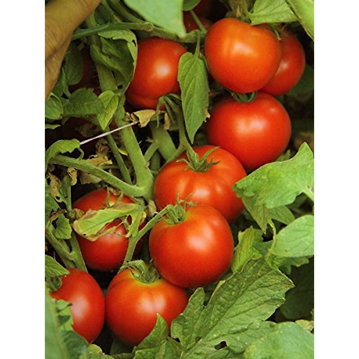 "Early Girl" Tomato Seeds for Planting, 25+ Seeds Per Packet, (Isla's Garden Seeds), Non GMO Seeds, Botanical Name: Solanum lycopersicum, 90% Germination Rate, Great Home Garden Gift