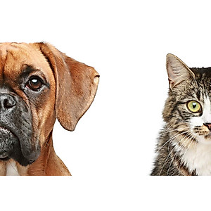 cat Skin and Coat - PET Immune Support - Dogs and Cats - VETS Choice - Chews - Turmeric Cats - 2 Bottles (120 Treats)