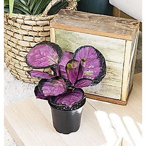 Calathea Prayer Plants Live House Plants Kit (4 PK), Calathea Plant Live Indoor Plants Live Houseplants, Live House Plants Indoors Live Plants Indoor, Live Indoor House Plants Live by Plants for Pets