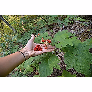 1142-Alaska Thimble Berry (Rubus parviflorus) Seeds by Robsrareandgiantseeds UPC0764425787679 Bonsai,Non-GMO,Organic,Historic Plants,Sacred, 1142 Package of 5 Seeds