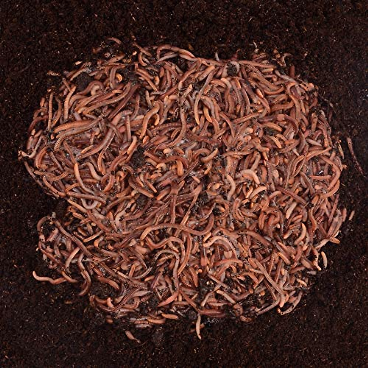 Uncle Jim's Worm Farm Live Super Red European Nightcrawlers for Composting and Garden Soil Aeration | Large Live Nightcrawlers Improve Soil Structure and Quality for Healthier Gardens | 100 Count