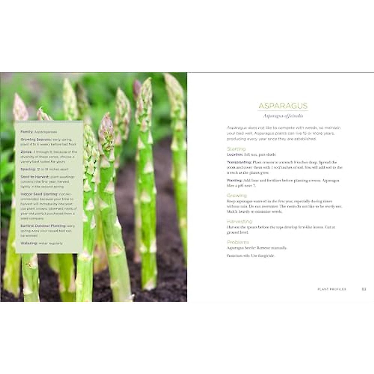 Raised-Bed Gardening for Beginners: Everything You Need to Know to Start and Sustain a Thriving Garden