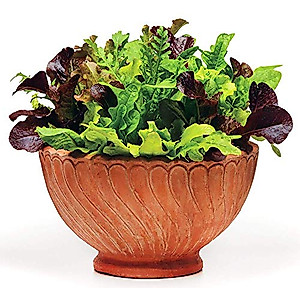 1000+ Lettuce Mix Seeds Please Read! This is A Mix!!! 20 Varieties Seeds Heirloom Non-GMO. Seeds are not Individually Packaged!