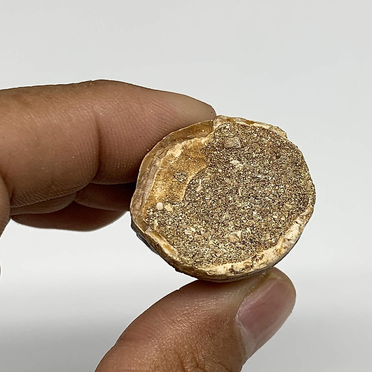 24.9g, 1.8"x1.1"x1" Fossil Mosasaur Tooth Reptiles, Cretaceous from Morocco,B12813