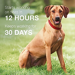 Bayer K9 Advantix II Flea and Tick Prevention for Extra-Large Dogs 4-Pack, Over 55 Pounds