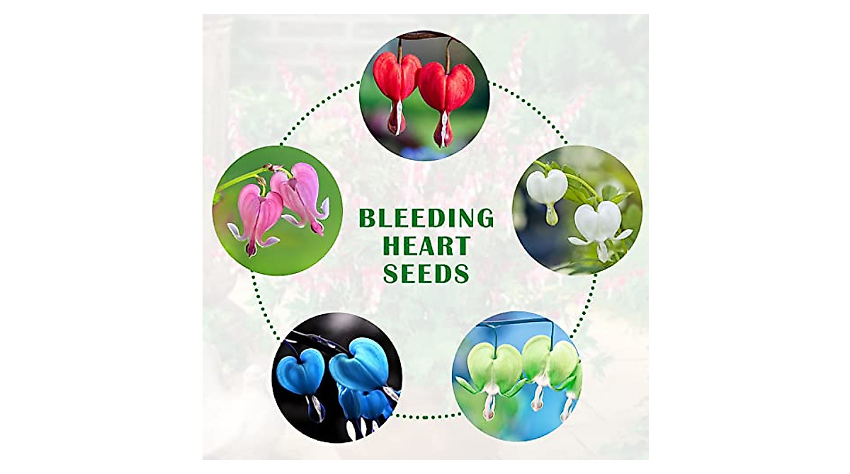 GARDENS 60 Pcs Bleeding Heart Seeds - Easy to Grow