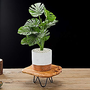 TJ Global Natural Edge Wooden Stand with Hairpin Legs for Displaying Cakes, Plants, Candles, Decor (L9 x W8.5 x H4)