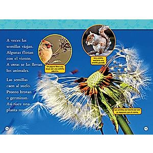 National Geographic Readers: De Semilla a Planta (L1) (Spanish Edition)