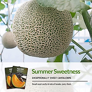 Survival Garden Seeds - Hale's Best Melon Seed for Planting - Grow Juicy Cantaloupe for Eating - 3 Packs with Instructions to Plant in Your Home Vegetable Garden - Non-GMO Heirloom Variety
