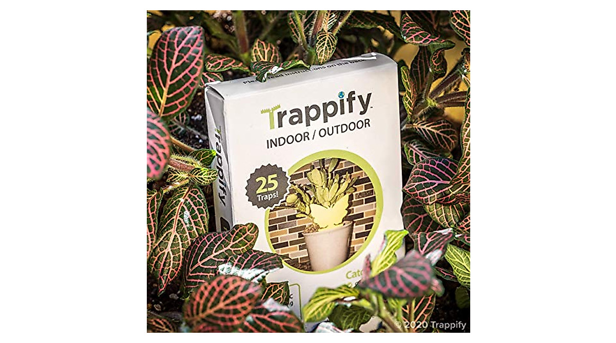 Trappify Sticky Gnat & Fly Traps - Effective Pest Control