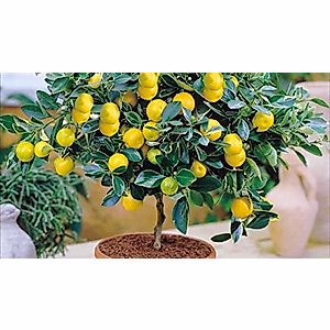 30pcs Lemon Tree Seeds for Planting, Non-GMO Heirloom and Organic, High Survival Rate Fruit for Home Garden
