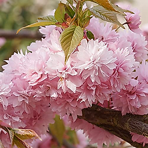 QAUZUY GARDEN 50PCS Bonsai Tree Japanese Sakura Seeds Rare Japanese Cherry Blossoms Flowers Seeds in Bonsai Pink Prunus Serrulata Fragrant Fast-Growing Low-Maintenance