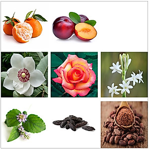 RACHEL ZOE Warrior Gift Set - Designer Women Perfume, Body Spray for Women - Fruity Eau de Parfum Sprays - Ideal Perfume Gift Set for Women - 3 pc