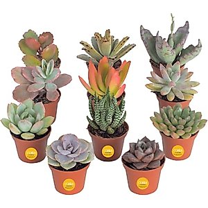 Costa Farms Succulents (11-Pack), Live Assorted Mini Succulent Plants in Nursery Plant Pots, Grower's Choice Indoor Houseplants, Bulk Baby Shower or Bridesmaid Gifts, Party Favors, 2-Inches Tall