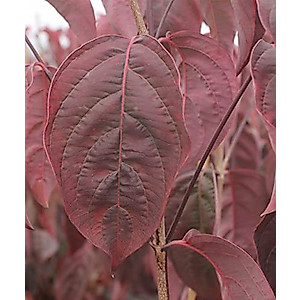 TriStar Plants - Flowering Dogwood Cherokee Brave - 1 Gallon, 4'ft Tall - Rooted Established Pot - ornus Florida 'Comco No. 1, Fast Growing Tree, Spring Flowers