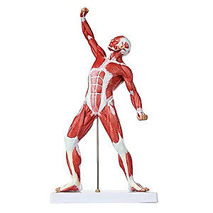 Miniature Muscular System Model, 20” Human Muscle Model, Body Muscle Figure Anatomy Model with Structure of the Body, Anatomy and Physiology Model, Detailed Product Manual, Made by Axis Scientific