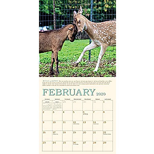 Unlikely Friendships Wall Calendar 2020