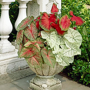 Garden State Bulb Mixed Caladium Bulbs, Bare Roots (Bag of 20)