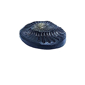 Sudarshan Shaligram | Nepal Gandaki River Chakra Saligram (2.5 cm) Orignal Sudarshan Chakra shaligram