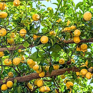 Meyer Lemon Tree, Dwarf Meyer Lemon Tree Live Plant, Lemon Tree 2 Inc Tall 4 Inch Pot for Growing