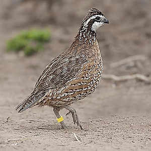 Wontee 100PCS Poultry Leg Rings Quail Clip on Foot Bands for Chicks Pullets Tiny Bantams (Mix Color)