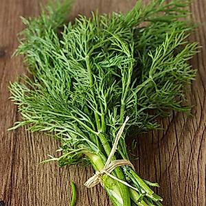 "Mammoth Long Island" Dill Seeds for Planting, 1500+ Seeds Per Packet, (Isla's Garden Seeds), Non GMO & Heirloom Seeds, Botanical Name: Anethum graveolens, Great Herb Garden Gift