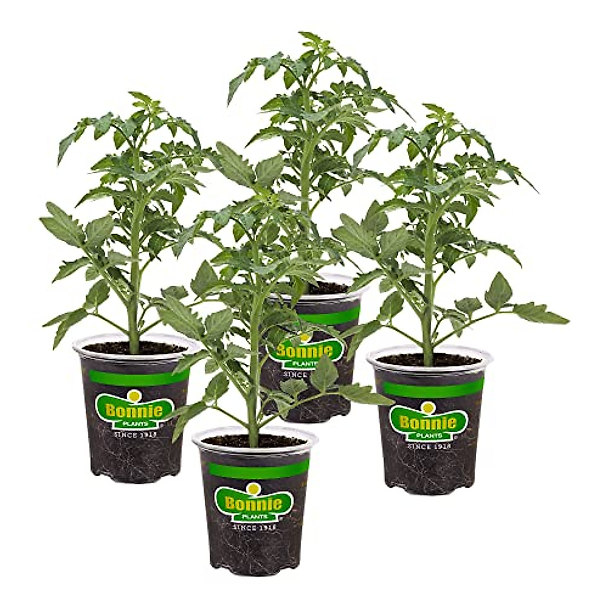 Bonnie Plants Better Boy Tomato: 4 Pack Live Vegetable Plants, Disease Resistant, Large 16 oz Fruit Size, Non-GMO, Red