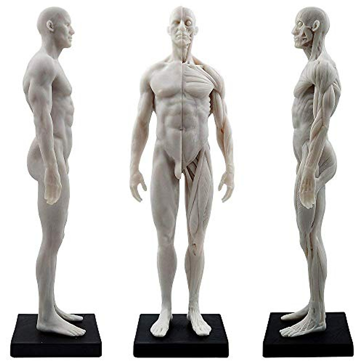 Male Anatomy Figure Ecorche and Skin Model Lab Supplies,Figure Anatomical Reference for Artists (White)