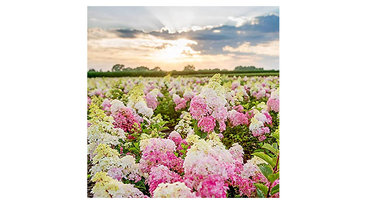 Grow Stunning Vanilla Strawberry Hydrangea Seeds | Vibrant & Pollinator ...