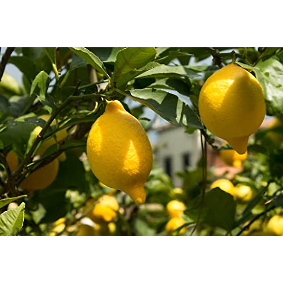 30pcs Lemon Tree Seeds for Planting, Non-GMO Heirloom and Organic, High Survival Rate Fruit for Home Garden (Lemon Seeds)