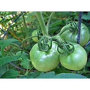 Tomato, Rutgers, Heirloom, 25 Seeds, Deliciously Sweet RED Tasty Fruit