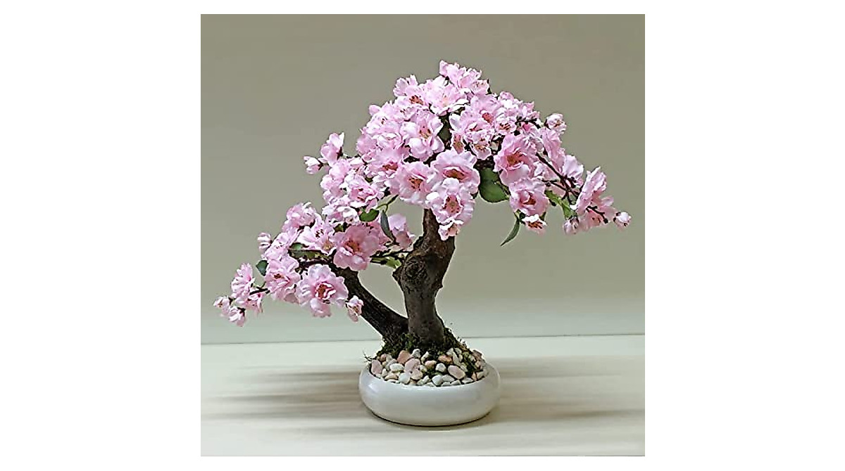 35+ Pcs Japanese Sakura Seeds for Bonsai - Grow Pink Cherry Blossoms