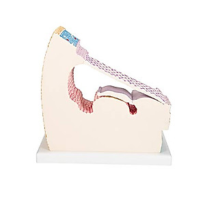 3B Scientific E14 Cortisches Organ - 3B Smart Anatomy