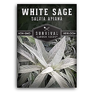 Survival Garden Seeds - White Sage Seed for Planting - Grow Sustainable Smudging Incense - Pack with Instructions to Plant & Grow in Your Home Garden - Non-GMO Heirloom Variety - 1 Packet