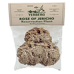 Yerbero - 3 Piece Bundle Rose of Jericho Dried Flower | Selaginella Lepidophylla | Resurrection Plant | 3 Medium Size Roses | Abundance, Prosperity, Sacred Doradilla Plant
