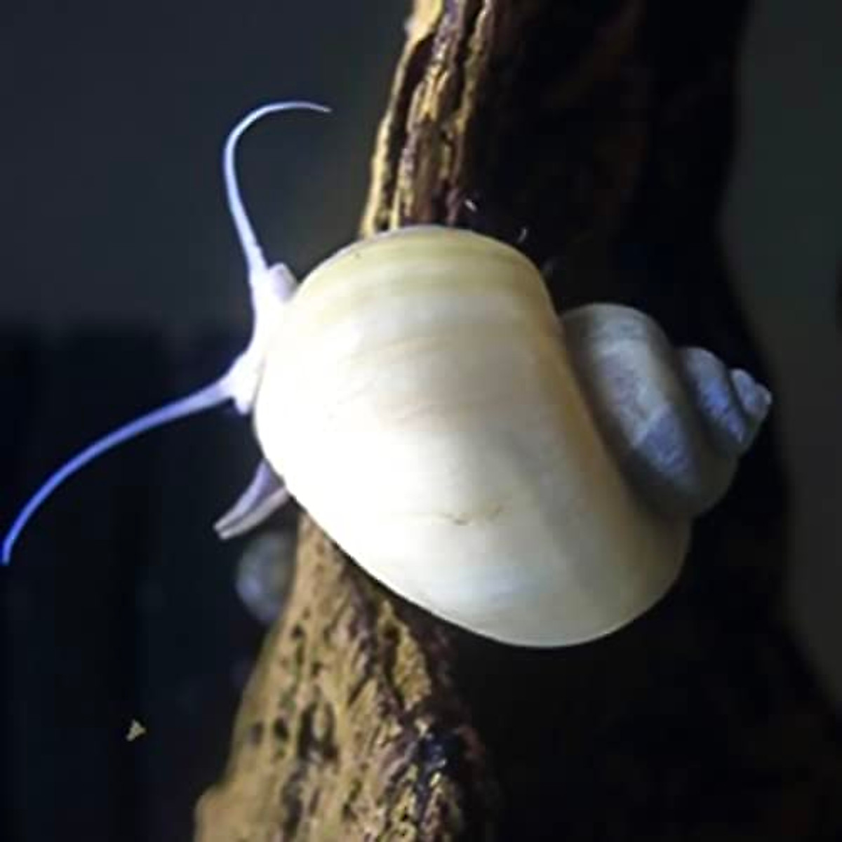 Mystery Snails (3 Pack) Assorted + Food Sample | Live Arrival Guarantee Freshwater Live Aquarium Snails (Assorted)