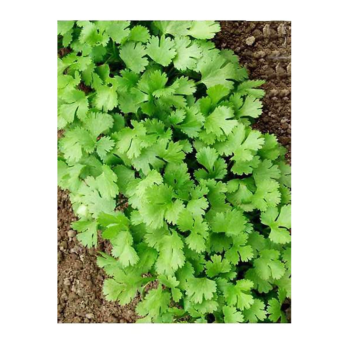 Cilantro Seeds for Planting-Slow Bolt,香菜.Non GMO Seeds for Sprouting,Herb Seeds for Planting Home Garden and Hydroponic Pods(100 Slow Bolt Cilantro Seeds for Planting,1g) USA