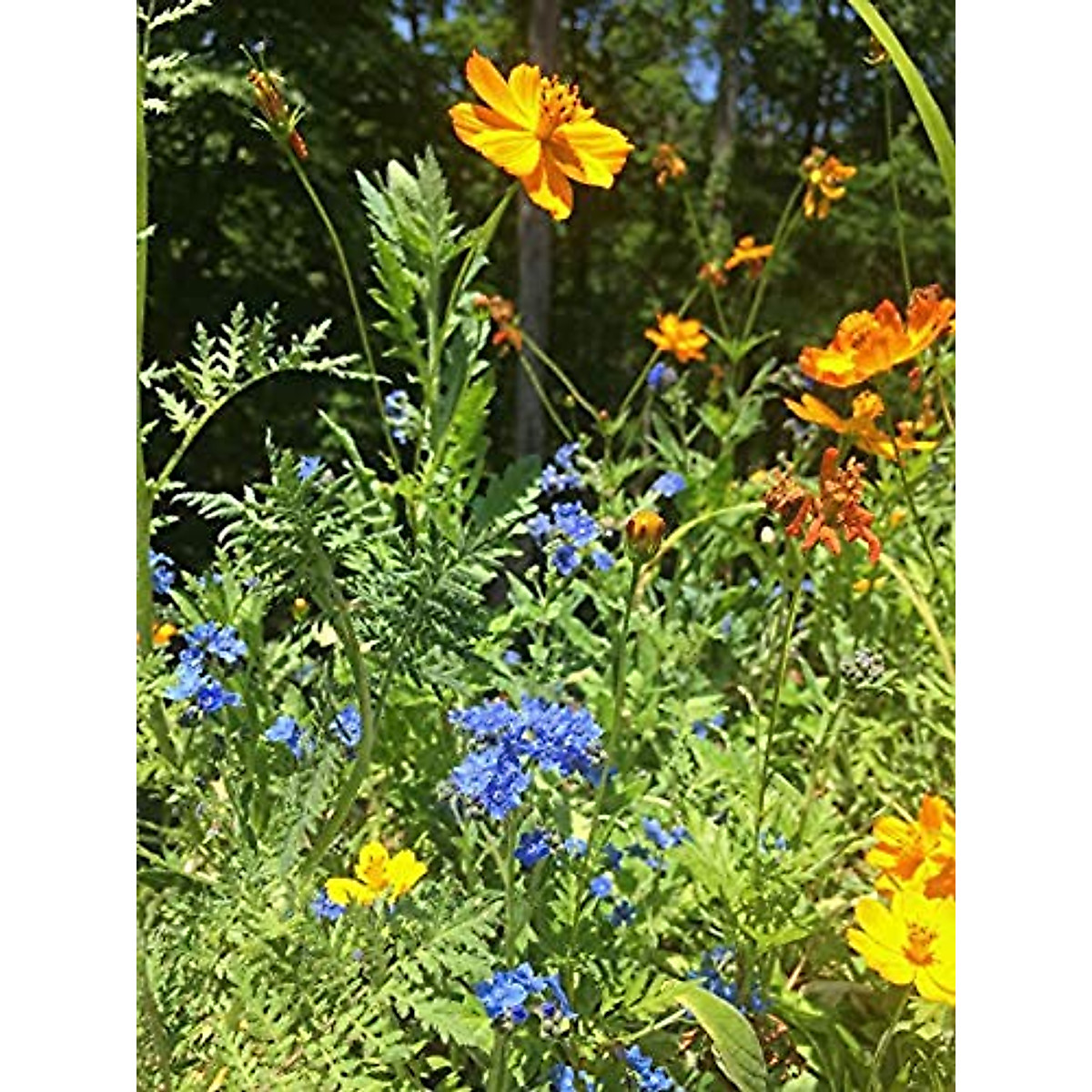 Backyard Safari Company Grow Gardens, Honey Bee Habitat