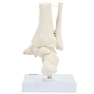 Axis Scientific Human Skeletal Foot Model with Ankle | Anatomically Accurate Design | Foot Bones and Joints Bound with Wire Showing Natural Range of Motion | Comes on Durable Base