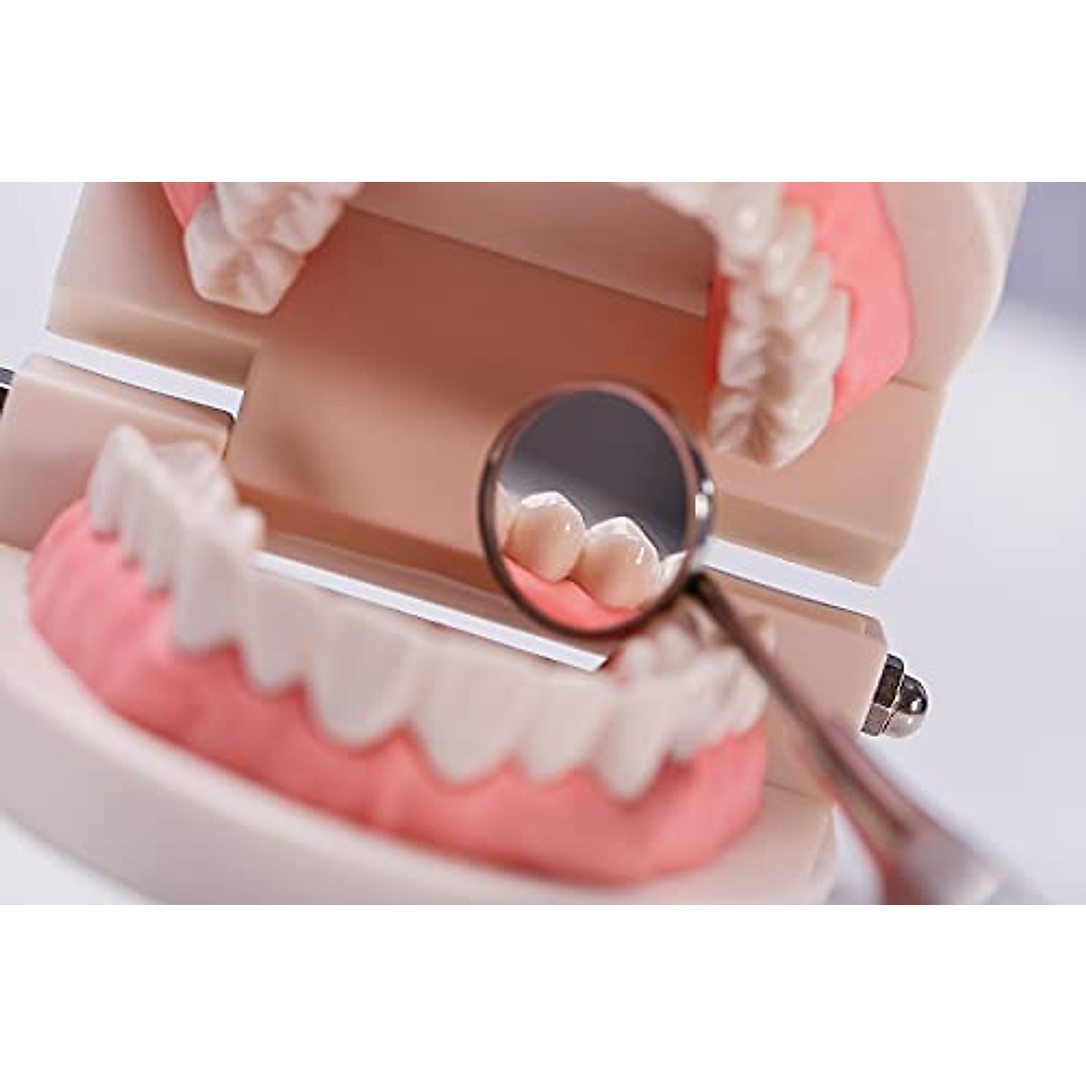 Dental Teeth Model, 2 Pack Adult Standard Typodont Demonstration Denture Model for Dental Teaching, Study, Clean Display for Kids, Education, Patient, No Wisdom Teeth