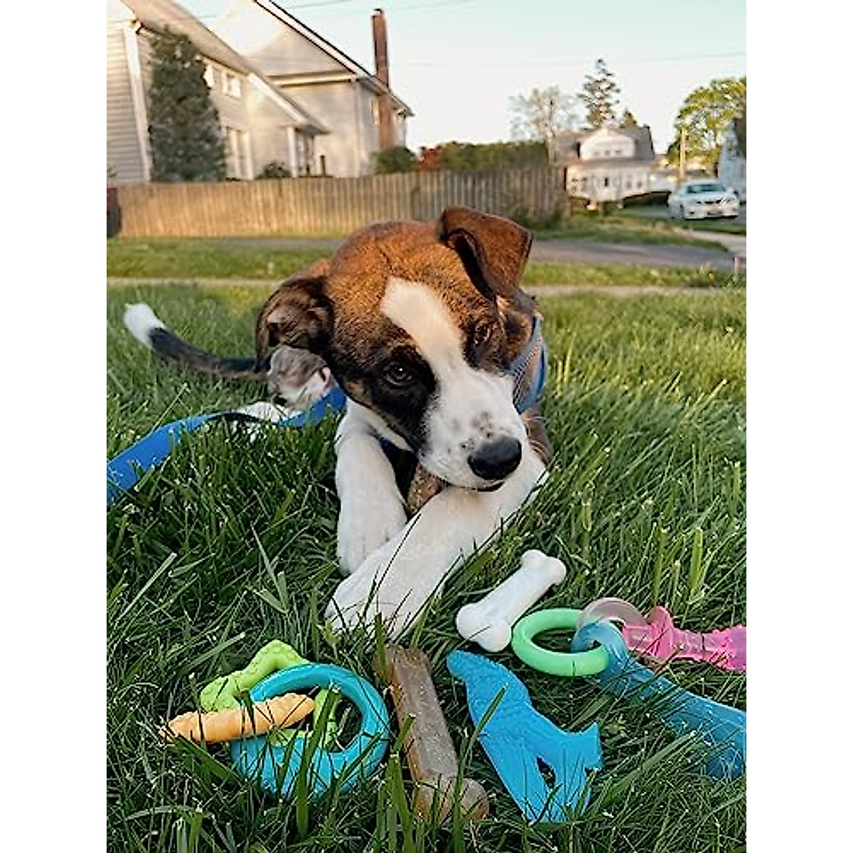 Nylabone Puppy Starter Kit with Chew Toys - Puppy Toys and Chew Treat Bundle - Puppy Supplies - Chicken and Bacon Flavors, Small/Regular (6 Count)