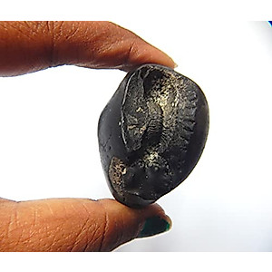 XUETZALCOATL Kurma Laxmi Navnidhi Purnachakra Purnagarbha Shaligram from Kali Gandaki