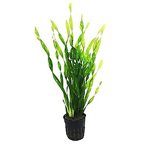 Greenpro Twisted Vallisneria Spiralis Torta Vallis | Americana Asiatica Val Potted Live Aquarium Water Plants Decorations Freshwater Fish Tank