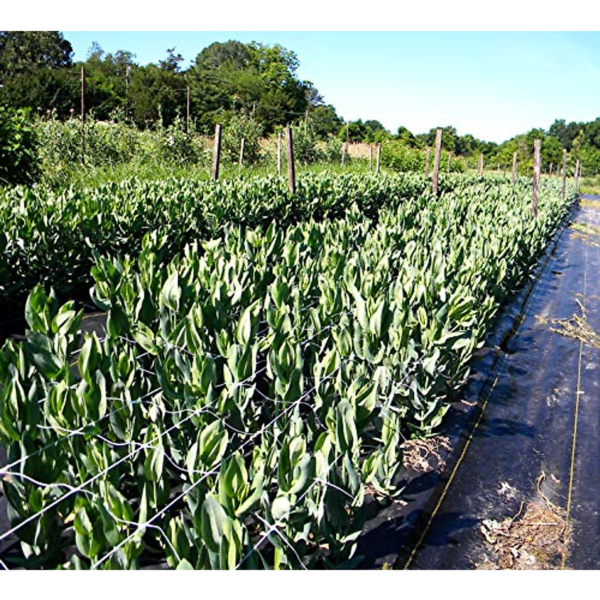 Tenax 100521793 Hortonova SM Plant Trellis Net, 48" x 328' White