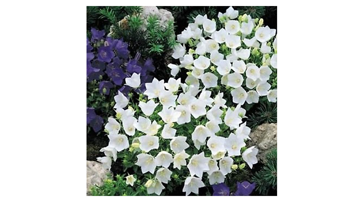 Outsidepride Bellflower Campanula Carpatica White Garden Flower Plant ...