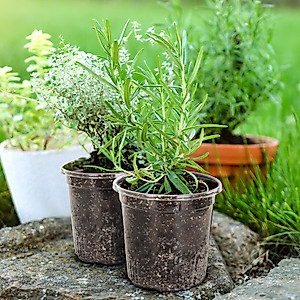 Bluepro 1 Gallon Reinforced Clear Nursery Pots with Drainage Hole, 30 Packs, 6.7 Inch Transparent Pots for Seedlings, Indoor/Outdoor Plants, Veggies, Flowers, and Professional Nursery Use